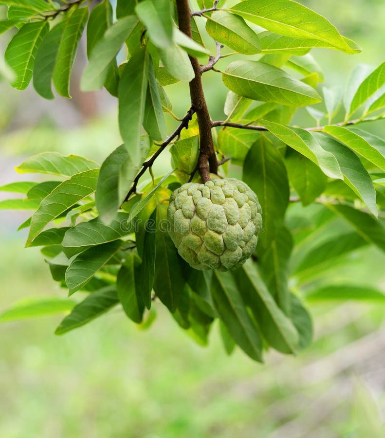 Corossol sur l'arbre photo stock. Image du juteux, dodu - 58880434
