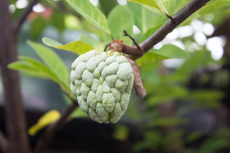 Le corossol sur l'arbre image stock. Image du branchement - 39401255