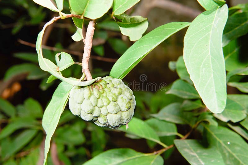 Le corossol sur l'arbre image stock. Image du branchement - 39401255