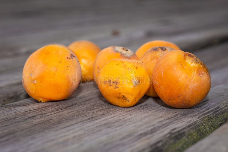 Corozo tropical fruit stock photo. Image of corozo, colombian - 171631354