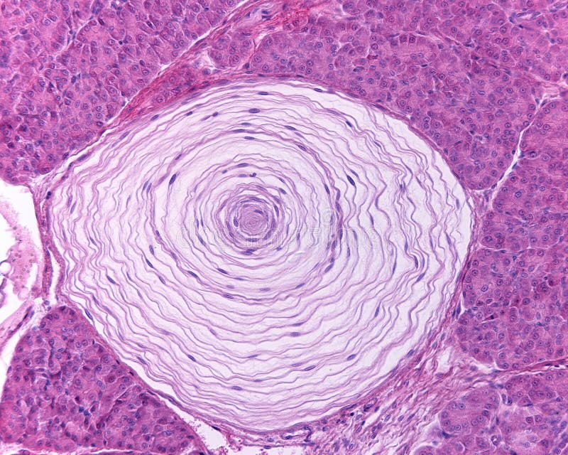 Corpúsculo de Pacinian foto de archivo. Imagen de célula - 117240622