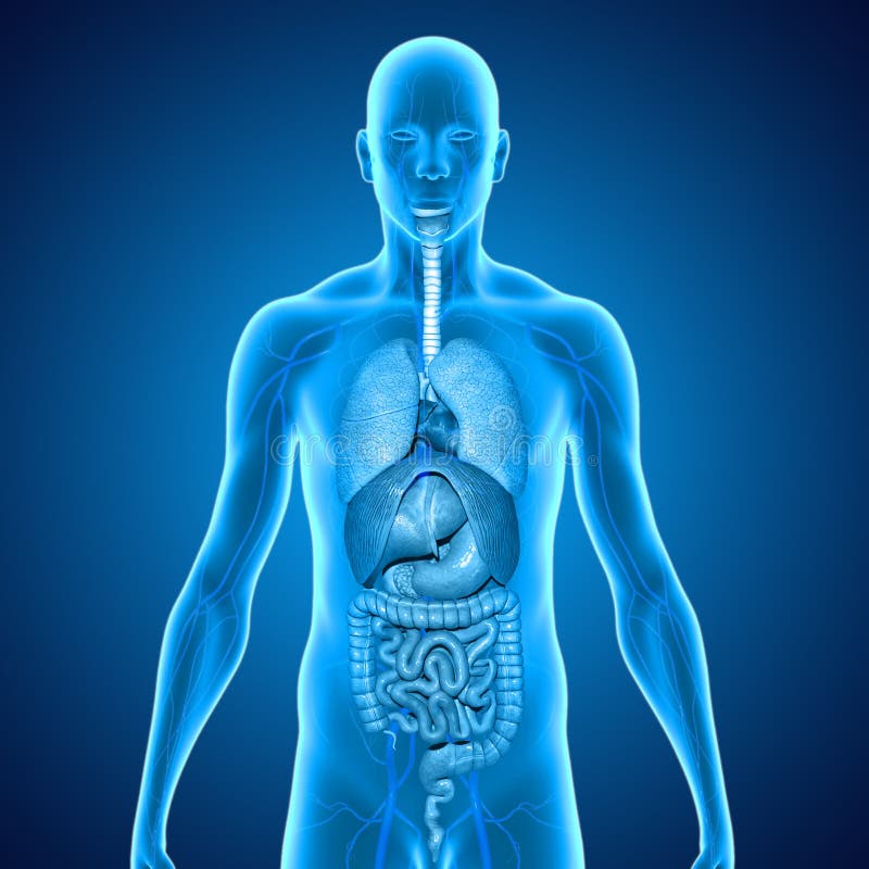 Corps avec des organes illustration stock. Illustration du rein - 42136942