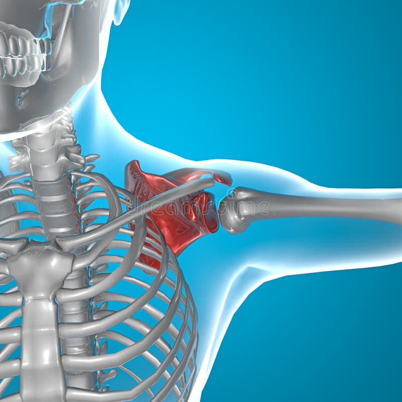 Corps Humain De Rayon X De Bras D'os D'omoplate Illustration Stock ...