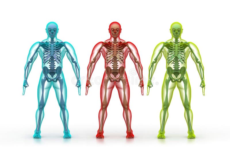 Illustration De Vecteur D'anatomie De Corps Humain Squelette ...