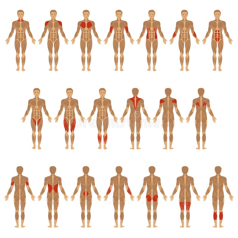 Corps humain, muscle illustration de vecteur. Illustration du isolement ...
