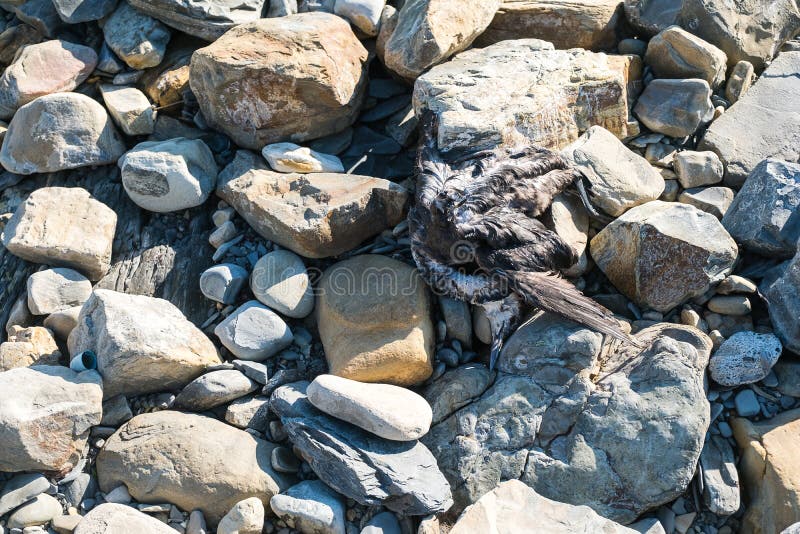 The Corpse of a Bird on the Seaside on the Rocks Stock Photo - Image of ...