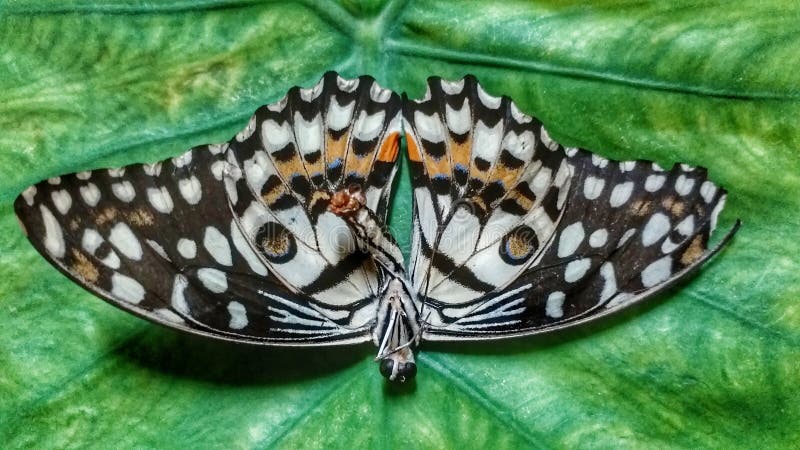 Corpse of butterfly stock photo. Image of died, moths - 155798160