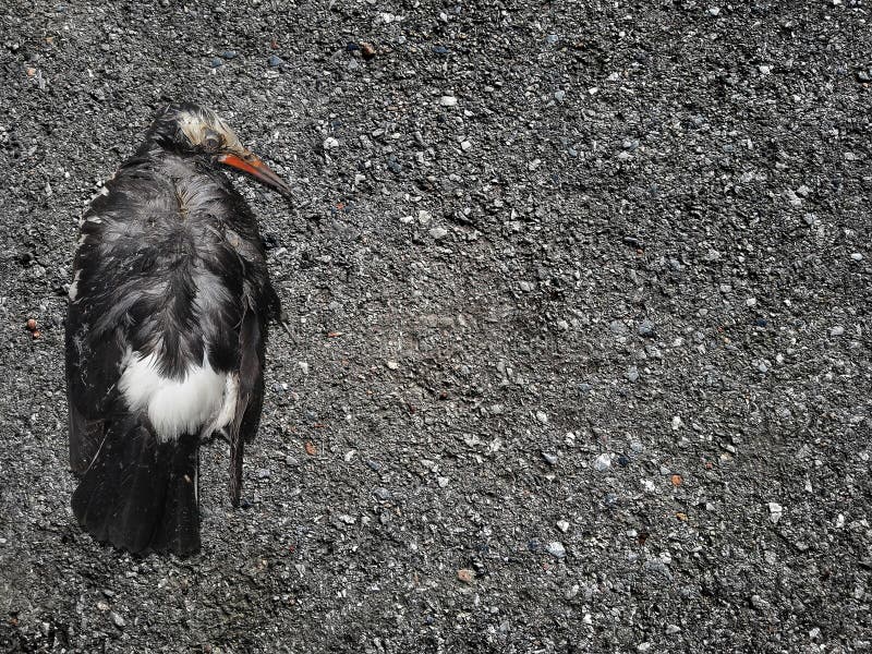 Corpse of a Dead Black Bird Lying on the Floor Stock Image - Image of ...