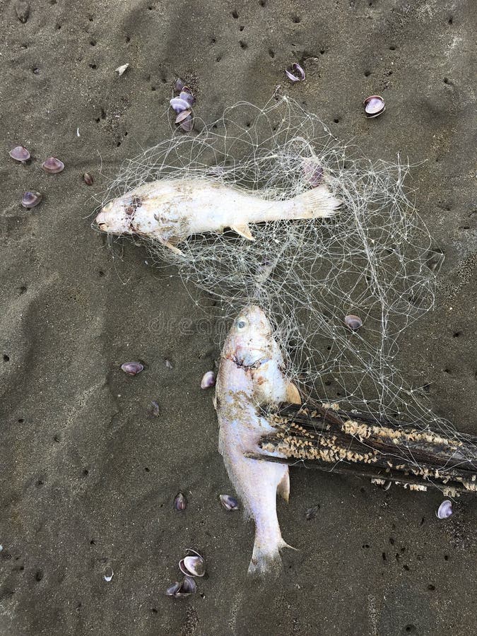 The Corpse of Death Fish Stuck in Fishing Net on the Beach Stock Photo ...