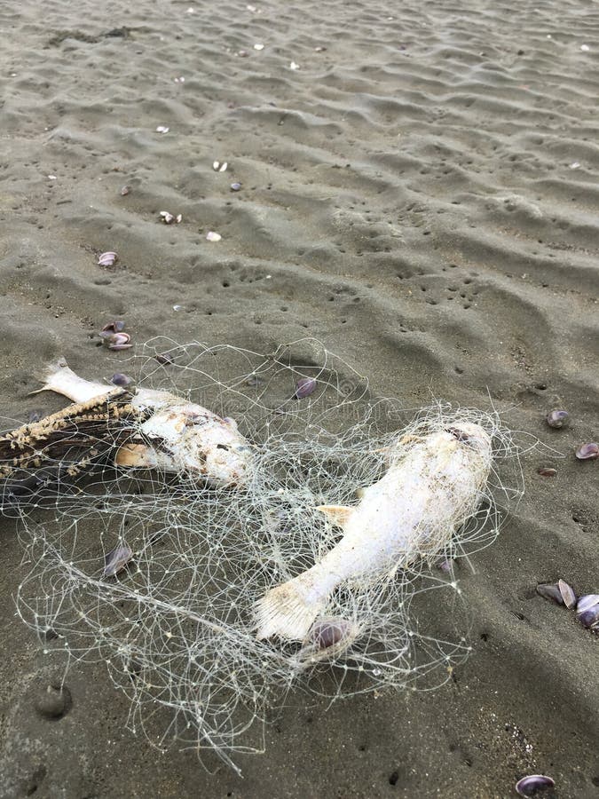 The Corpse of Death Fish Stuck in Fishing Net on the Beach Stock Photo ...