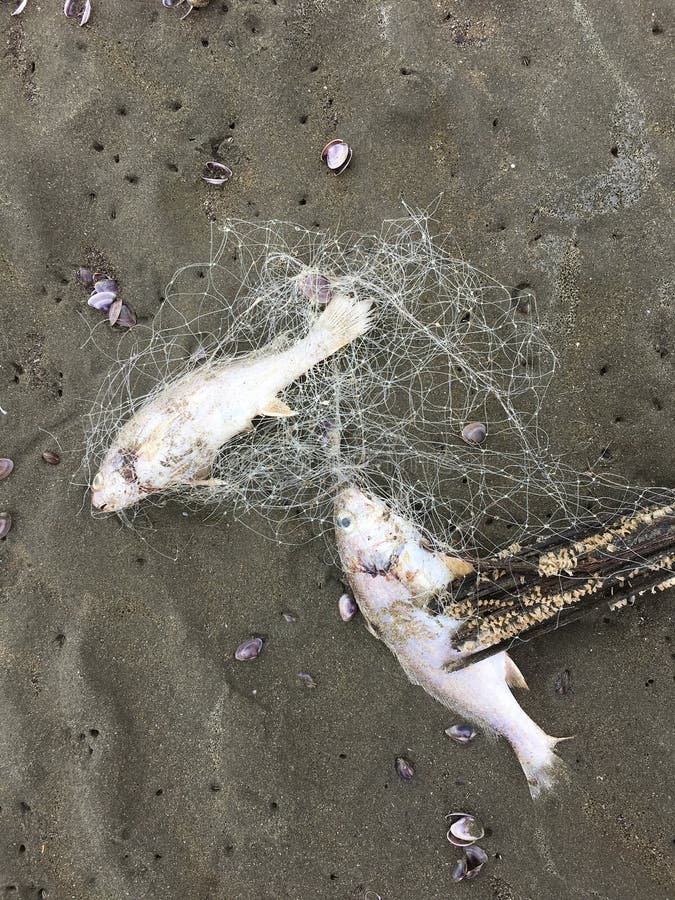 The Corpse of Death Fish Stuck in Fishing Net on the Beach Stock Photo ...