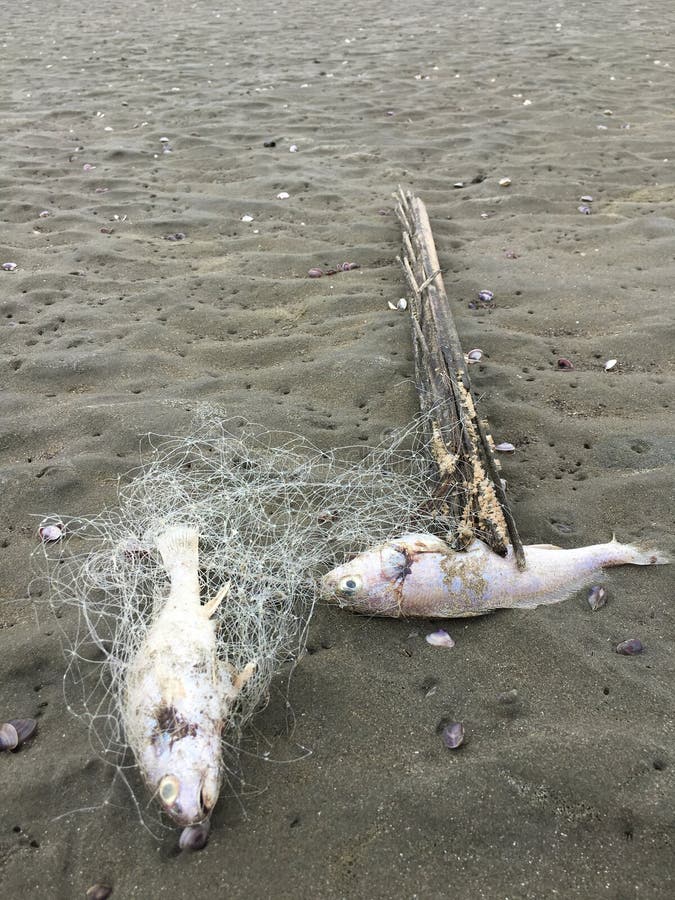 The Corpse of Death Fish Stuck in Fishing Net on the Beach Stock Photo ...