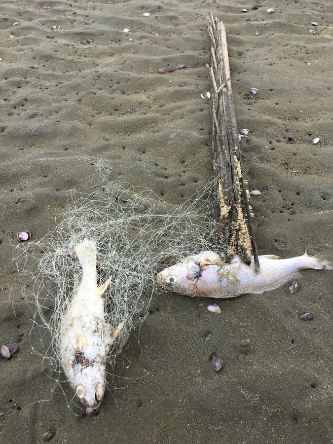 The Corpse of Death Fish Stuck in Fishing Net on the Beach Stock Image ...