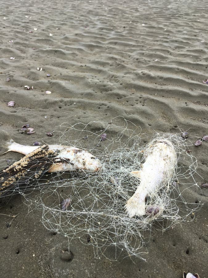 The Corpse of Death Fish Stuck in Fishing Net on the Beach Stock Photo ...