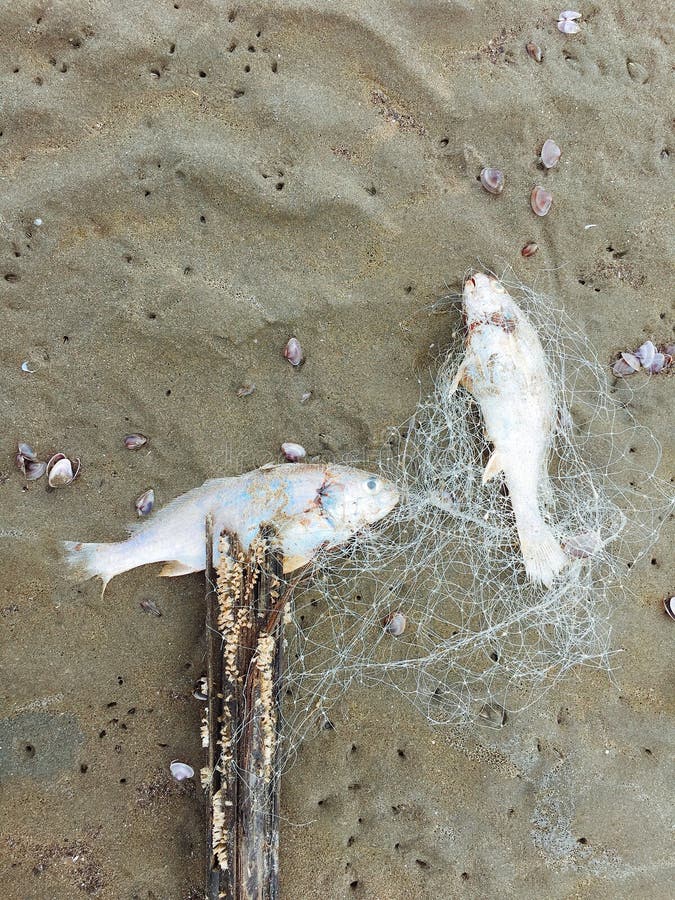 The Corpse of Death Fish Stuck in Fishing Net on the Beach Stock Photo ...
