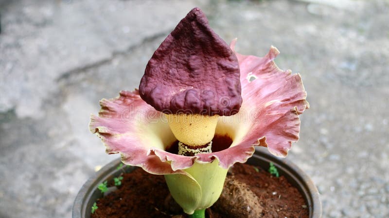 The Corpse Flower or Amorphophallus Stock Photo - Image of corpse ...