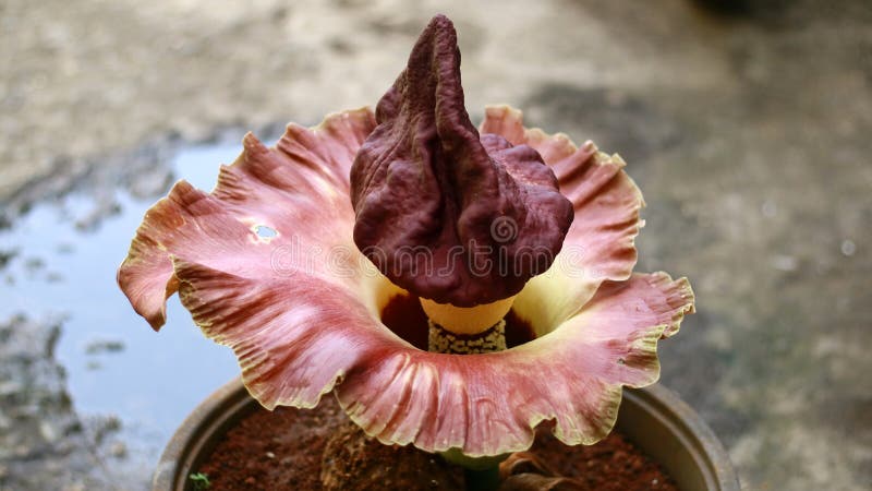 The Corpse Flower or Amorphophallus Stock Photo - Image of blooming ...