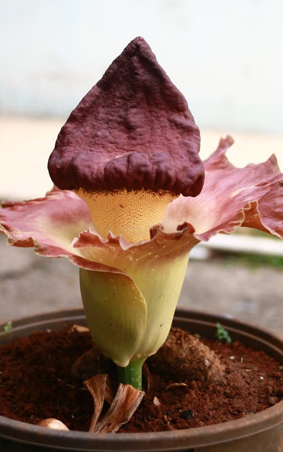 The Corpse Flower or Amorphophallus Stock Image - Image of ...