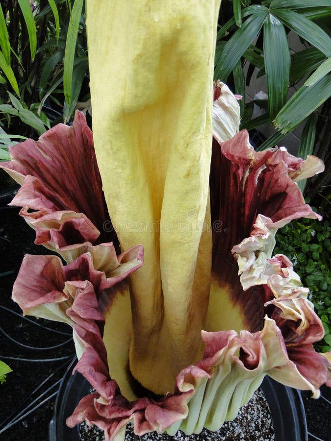 Amorphophallus Titanum (Corpse Flower) in Full Bloom in the US Botanic ...