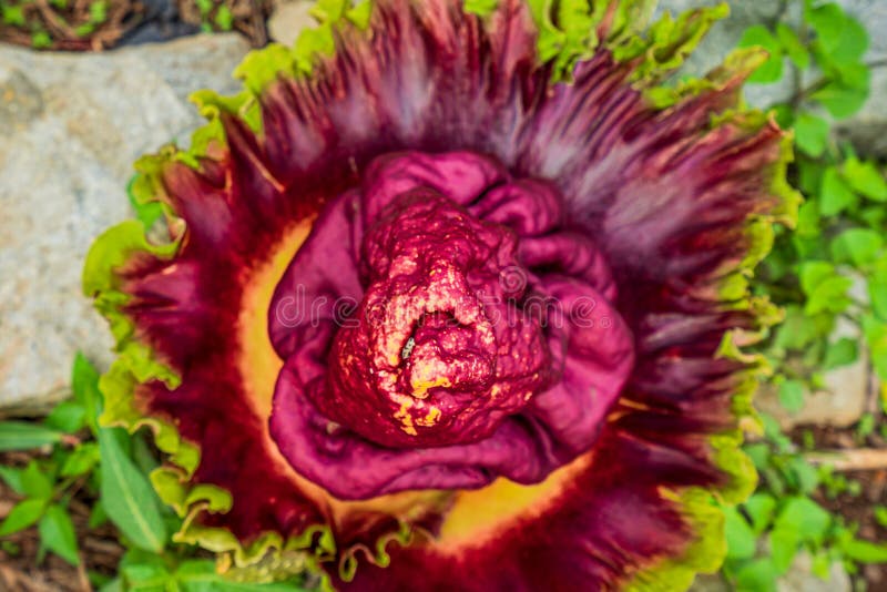 Corpse flower stock image. Image of season, blossom - 239377695