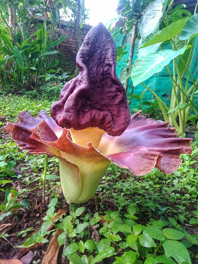 Corpse Flower Growing and Blooming in the Backyard, in the Morning ...