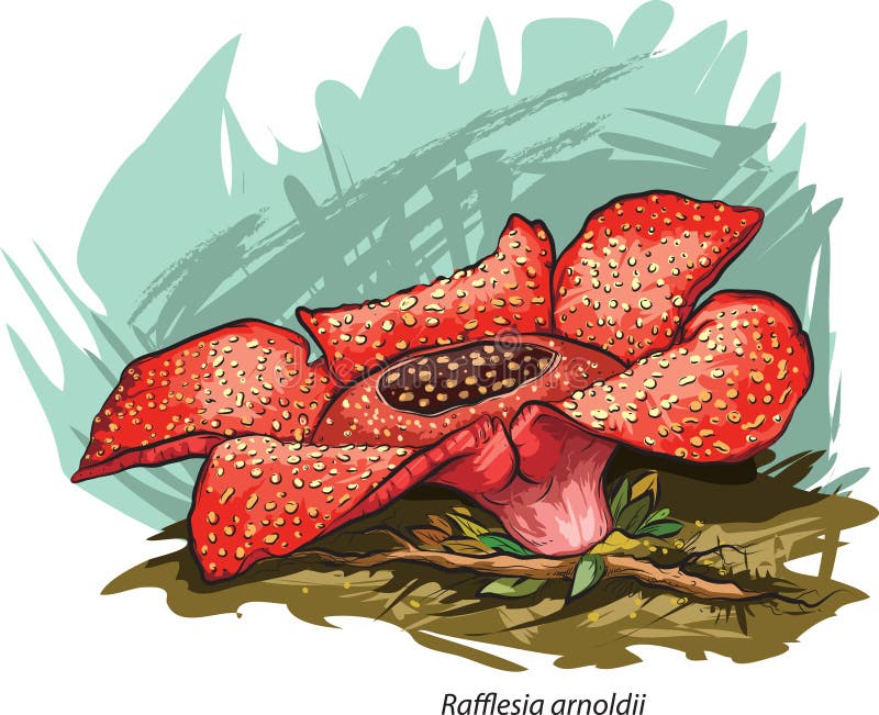 Rafflesia Flower Cartoon