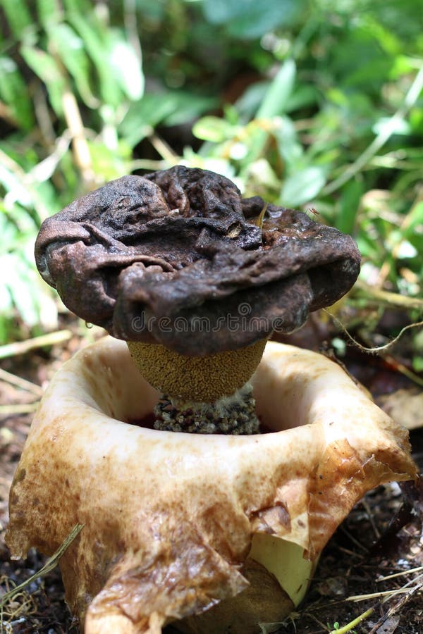 Black Corpse Flower, Vertical Close-up View Stock Photo - Image of ...