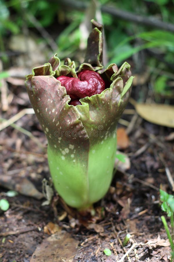Corpse Flowers Grow in the Forests of Sumatra Stock Image - Image of ...