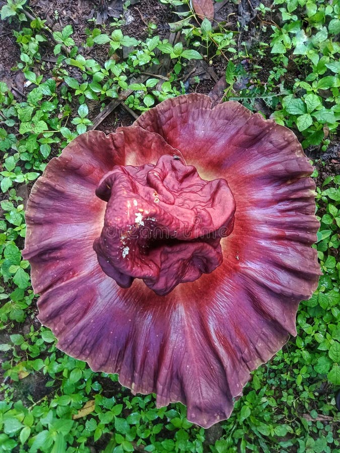 Corpse Flower Growing Stock Photos - Free & Royalty-Free Stock Photos ...