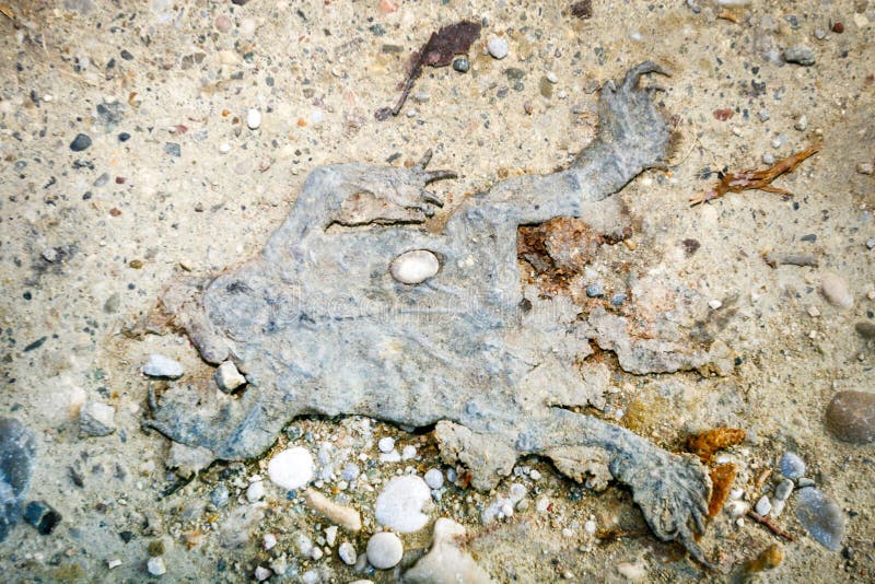 Corpse of frog stock image. Image of wild, birds, decompose - 69375607