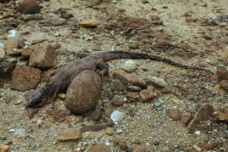 Dinosaur Corpse Stock Photos - Free & Royalty-Free Stock Photos from ...