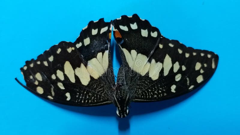 Corpse of butterfly stock photo. Image of insect, moths - 155798214