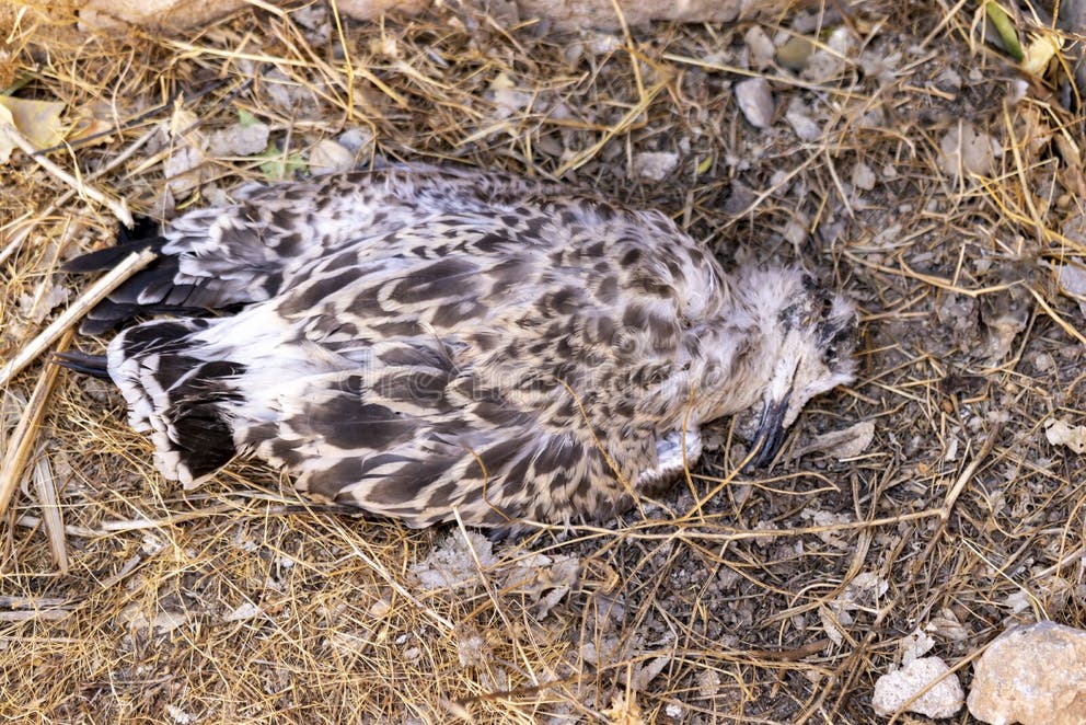 The Corpse of a Seagull that Died in the Wild. Stock Photo - Image of ...