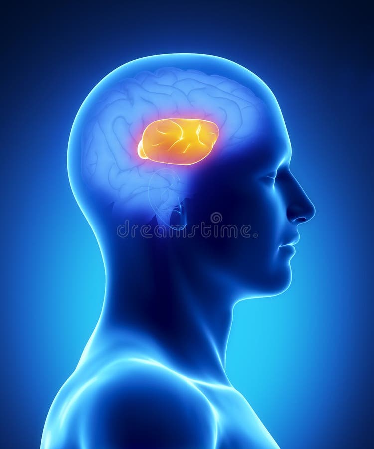 Corpus Callosum - Human Brain Part Stock Illustration - Illustration of ...