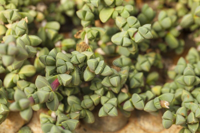Corpuscularia lehmannii stock image. Image of stem, succulent - 55455043