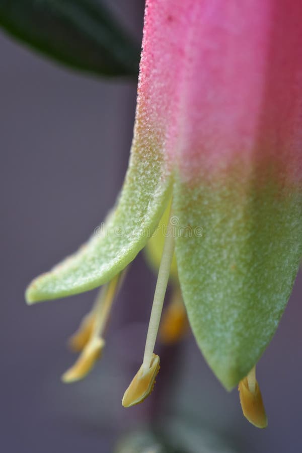 Correa stock image. Image of flower, fuchsia, nature - 59540263