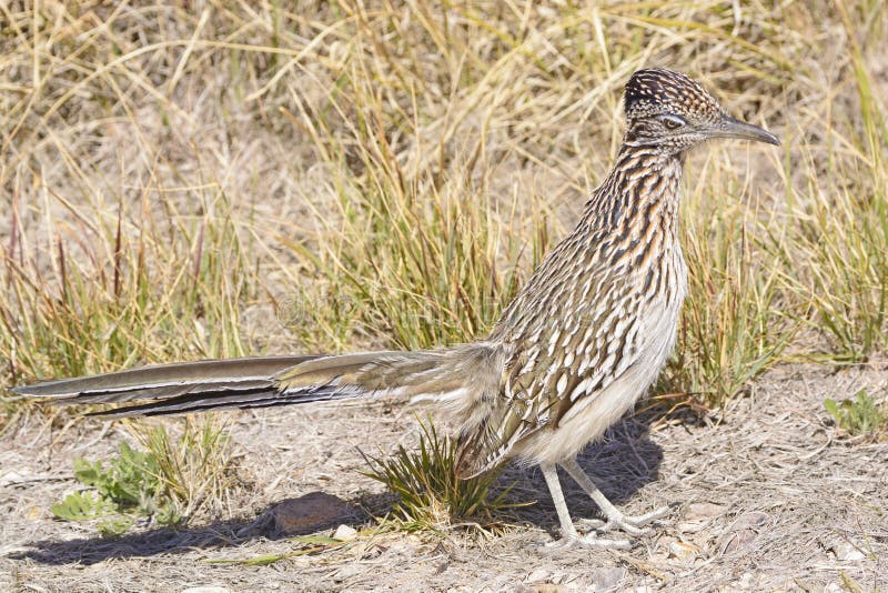 Correcaminos En El Desierto Imagen de archivo - Imagen de pradera ...