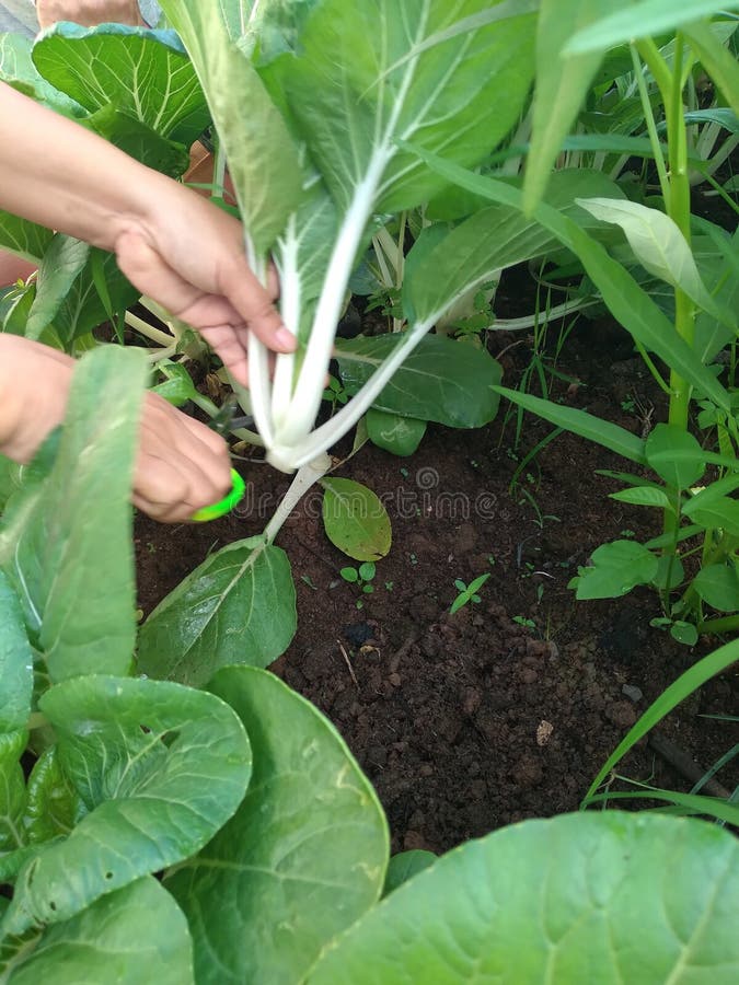 Pechay Plant Stock Photos - Free & Royalty-Free Stock Photos from ...