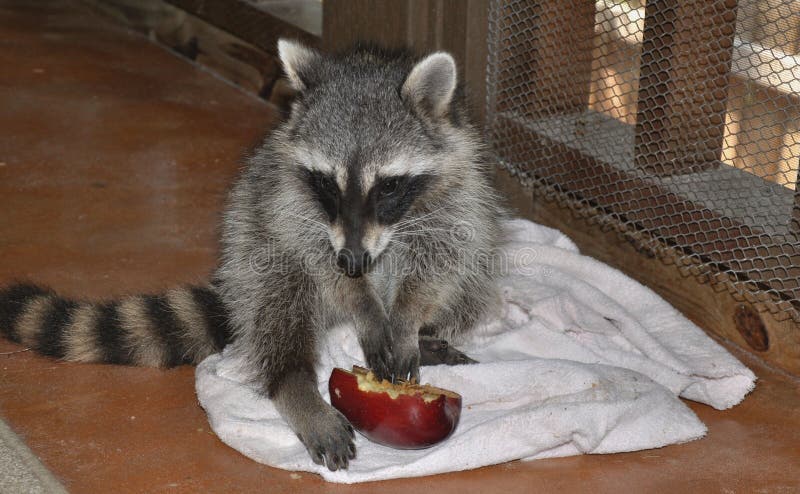 Corredo Del Procione Che Mangia Una Mela Immagine Stock - Immagine di ...
