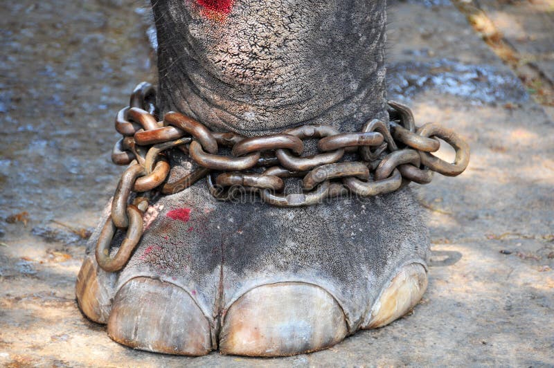Corrente do elefante imagem de stock. Imagem de acorrentado - 14566181