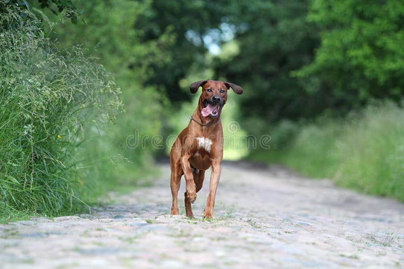 Corrida Del Perro De Rhodesian Ridgeback Imagen de archivo - Imagen de ...