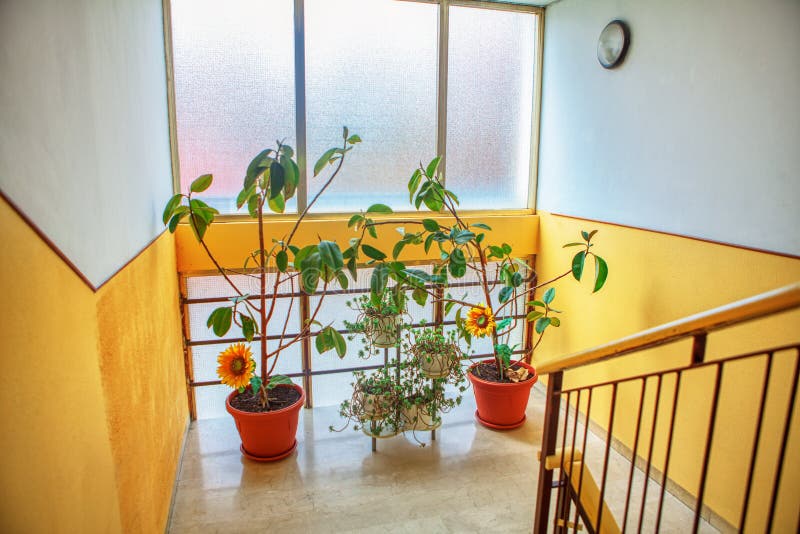 Corridor with flowers stock photo. Image of clean, architecture - 79833714