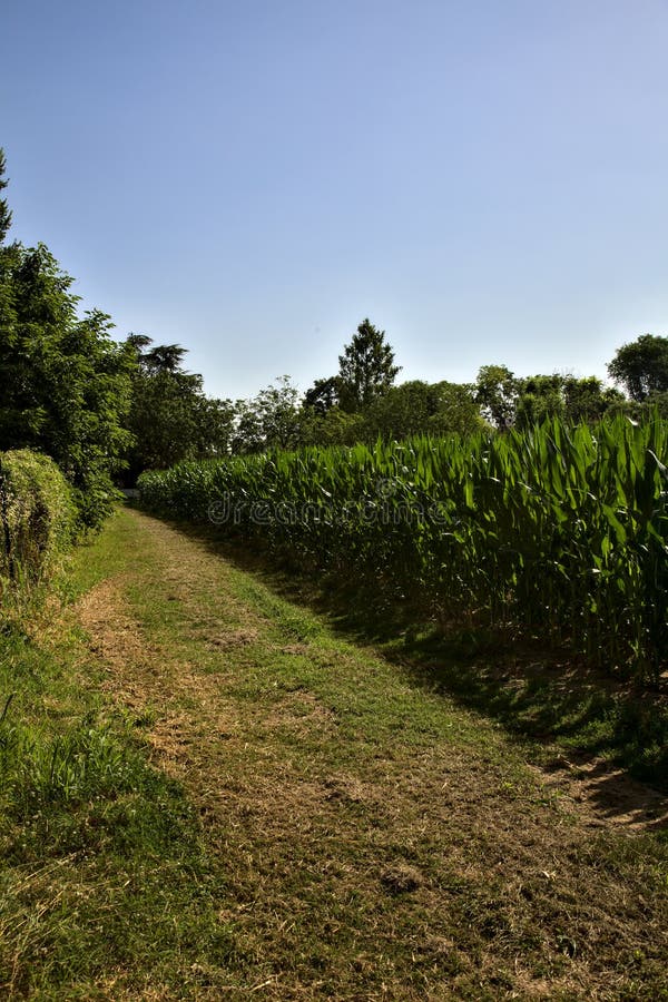Corridor between Corn Fields in Summer Stock Photo - Image of back ...