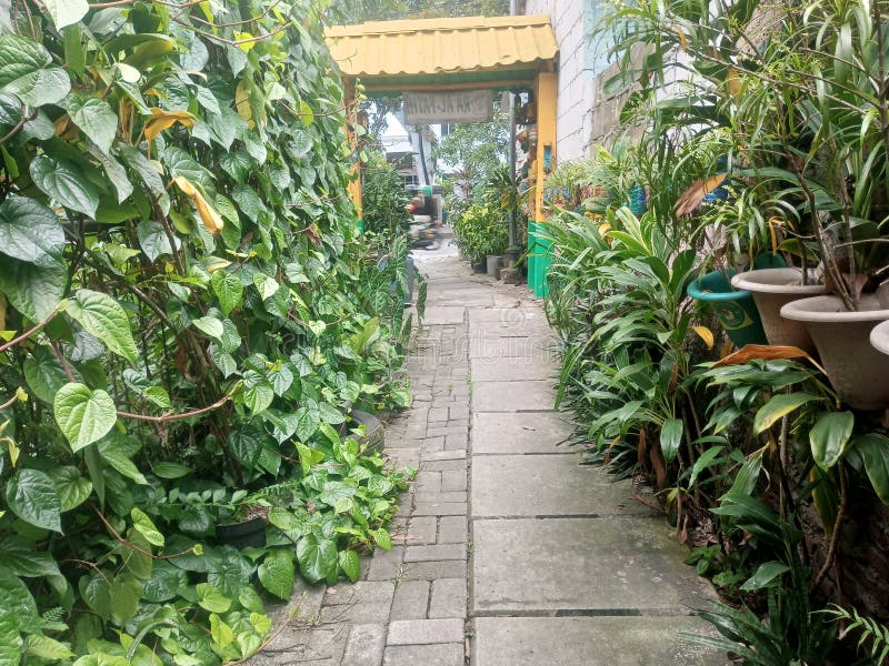 Corridor Garden Plants and Flowers Stock Photo - Image of plants ...