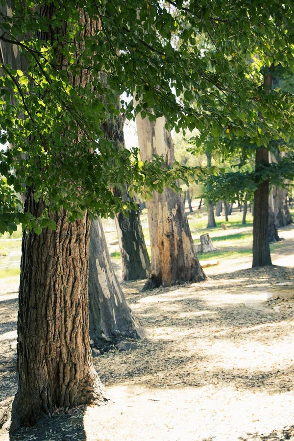 Corridor between Leafy Trees in a Forest on a Sunny Day Stock Image ...