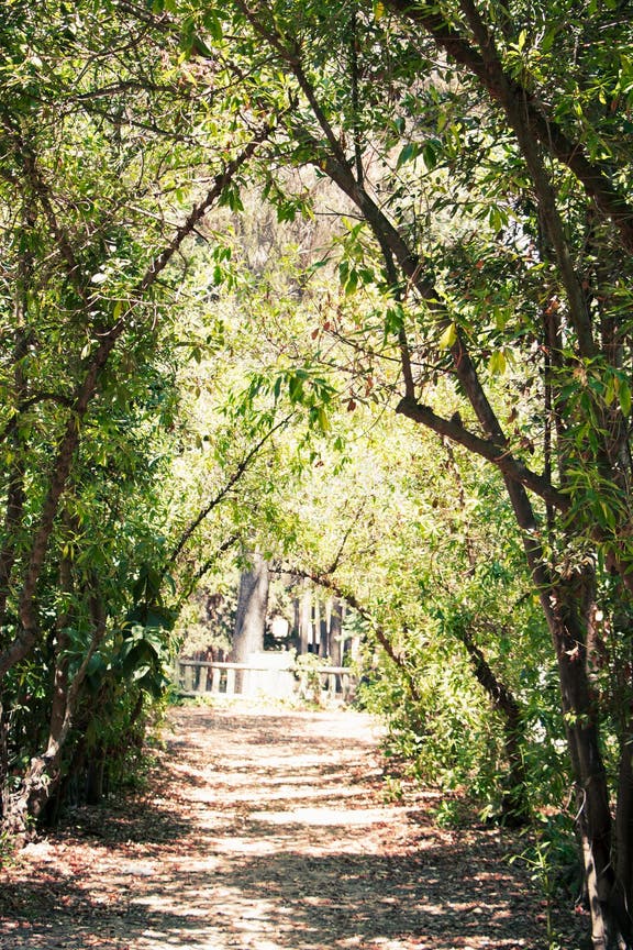 Corridor between Leafy Trees in a Forest on a Sunny Day Stock Photo ...