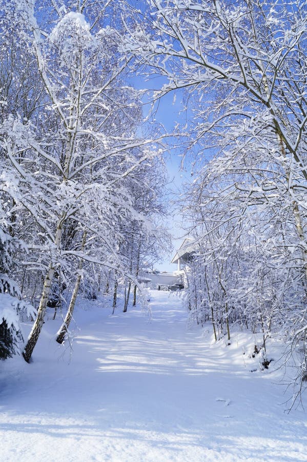Corridor Path of Snowy Trees. a Photo Stock Image - Image of snow ...