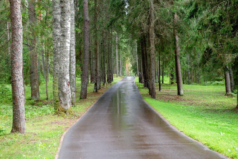 The corridor of pine trees stock image. Image of magic - 62875997