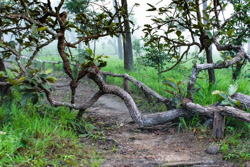 The Corridor with a Tree in the Way on the Mountain. Stock Image ...