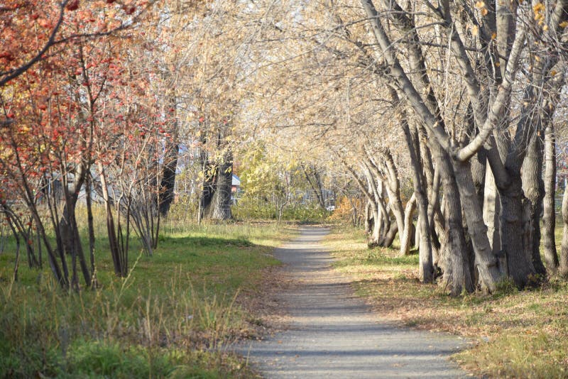 The corridor of trees. stock image. Image of city, hallway - 76420379